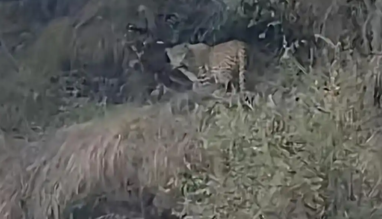 云南疑现金钱豹踪迹